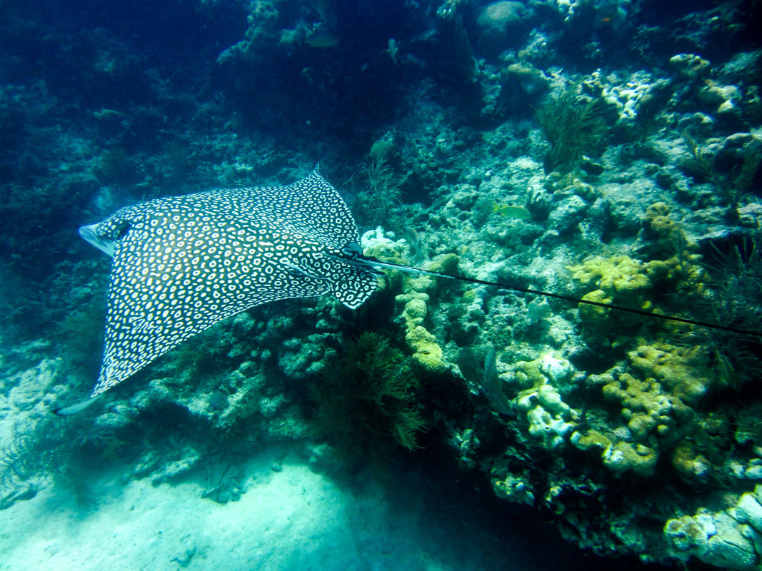 eco-tours - Mellow Ventures Key West